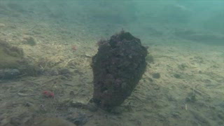 Huge clam, nearly extinct, makes comeback in Croatia